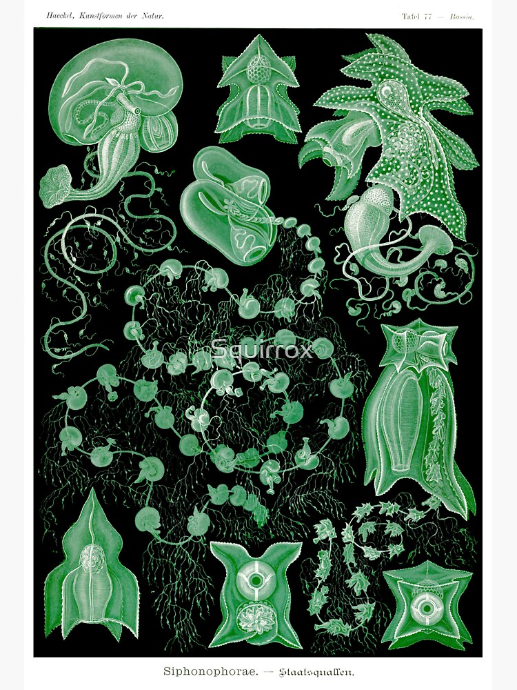 "Plate 77. Siphonophores, colonial marine invertebrates that can ...