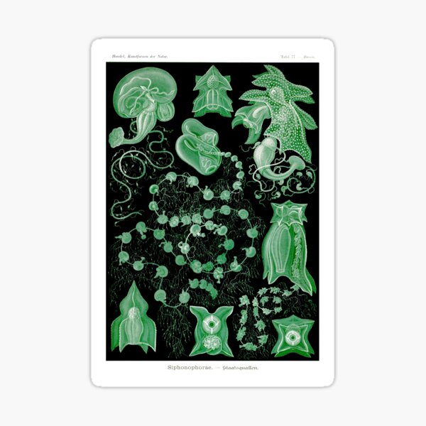 "Plate 77. Siphonophores, colonial marine invertebrates that can ...