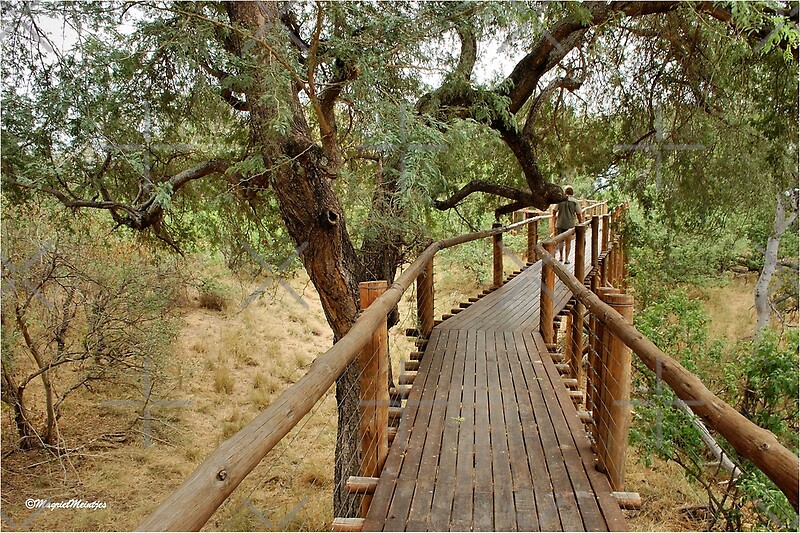"SanParks - MAPUNGUBWE NATIONAL PARKS TREE TOP WALK" by Magriet ...
