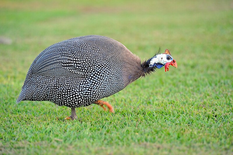 "A Guinea Fowl At The North Pine Dam. Brisbane, Queensland, Australia ...