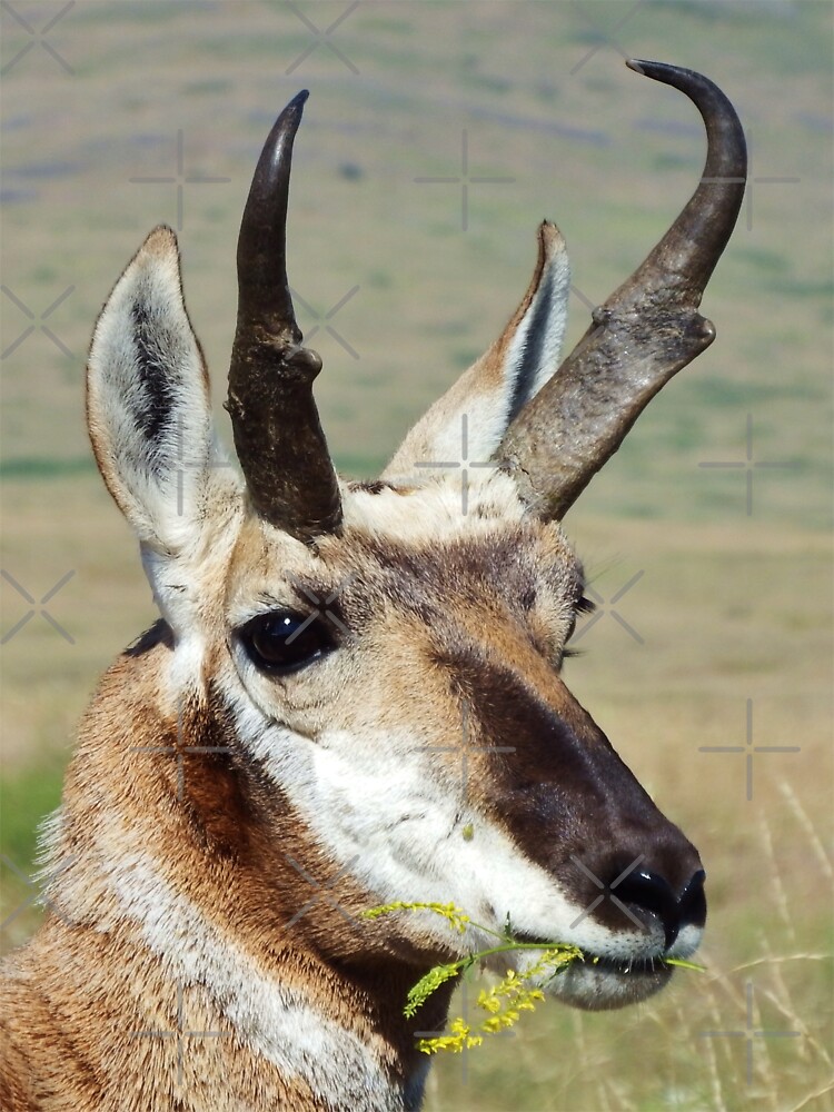 "Prong Horn" Sticker for Sale by MyWalledlife | Redbubble