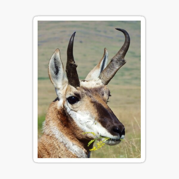 "Prong Horn" Sticker for Sale by MyWalledlife | Redbubble