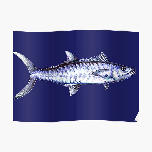 "Kingfish King Mackerel Pen and Ink Drawing" Poster by Michelebuttons ...