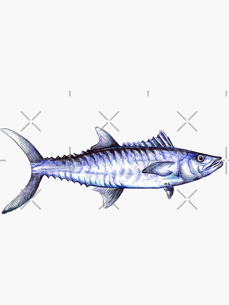 "Kingfish King Mackerel Pen and Ink Drawing" Sticker for Sale by ...