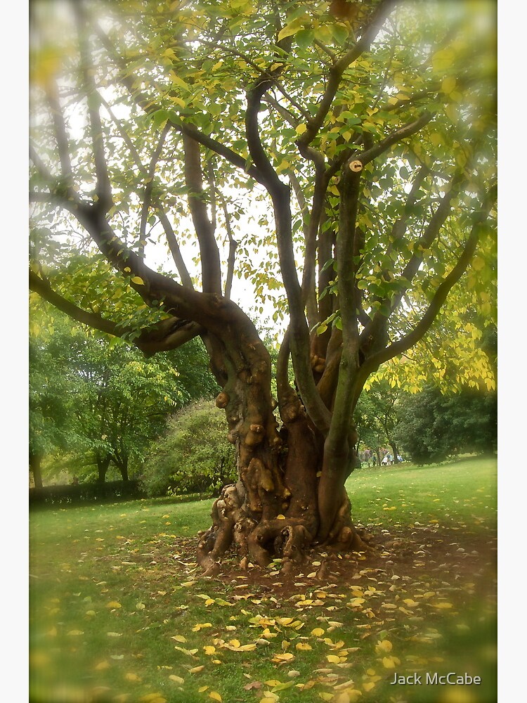 "Paper Mulberry Tree at Monticello - Virginia, US" Poster for Sale by ...