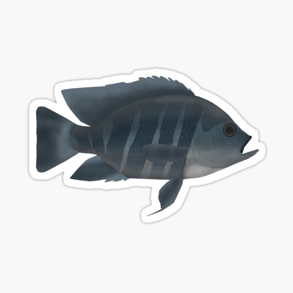 "Zebra Tilapia" Sticker for Sale by fishfolkart | Redbubble