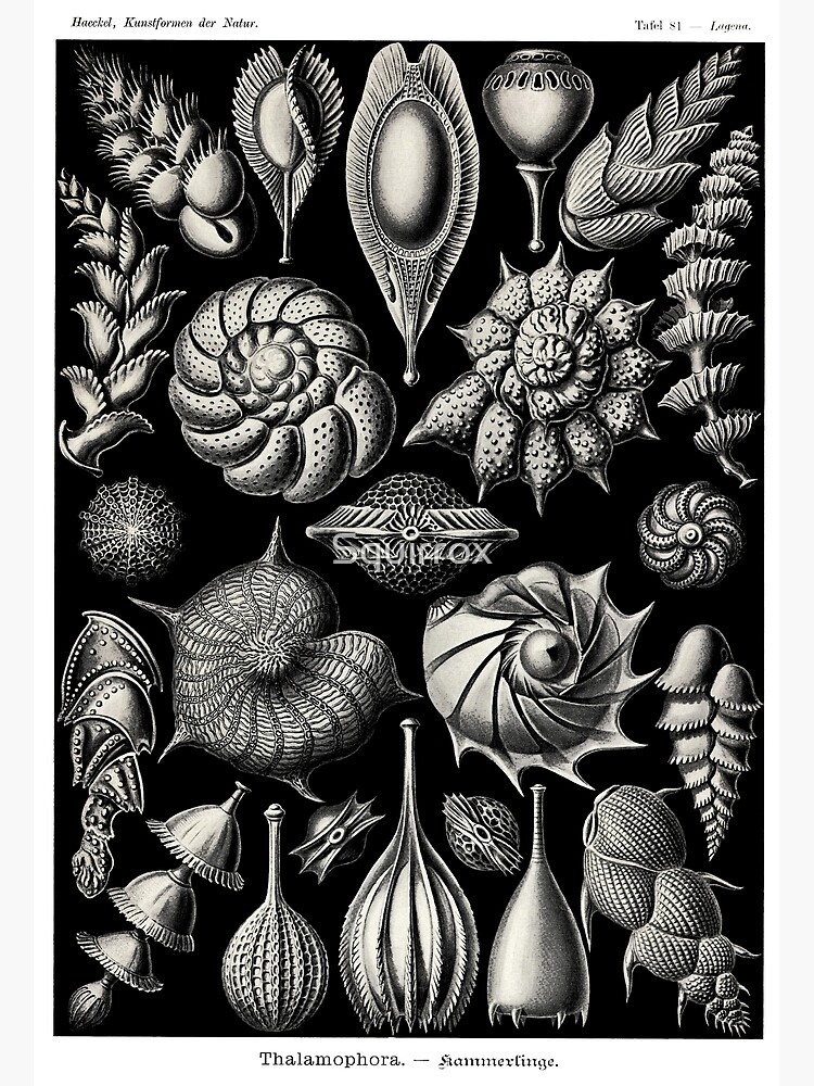 "Plate 81. Thalamophora. an older name for the Foraminifera, amoeboid ...