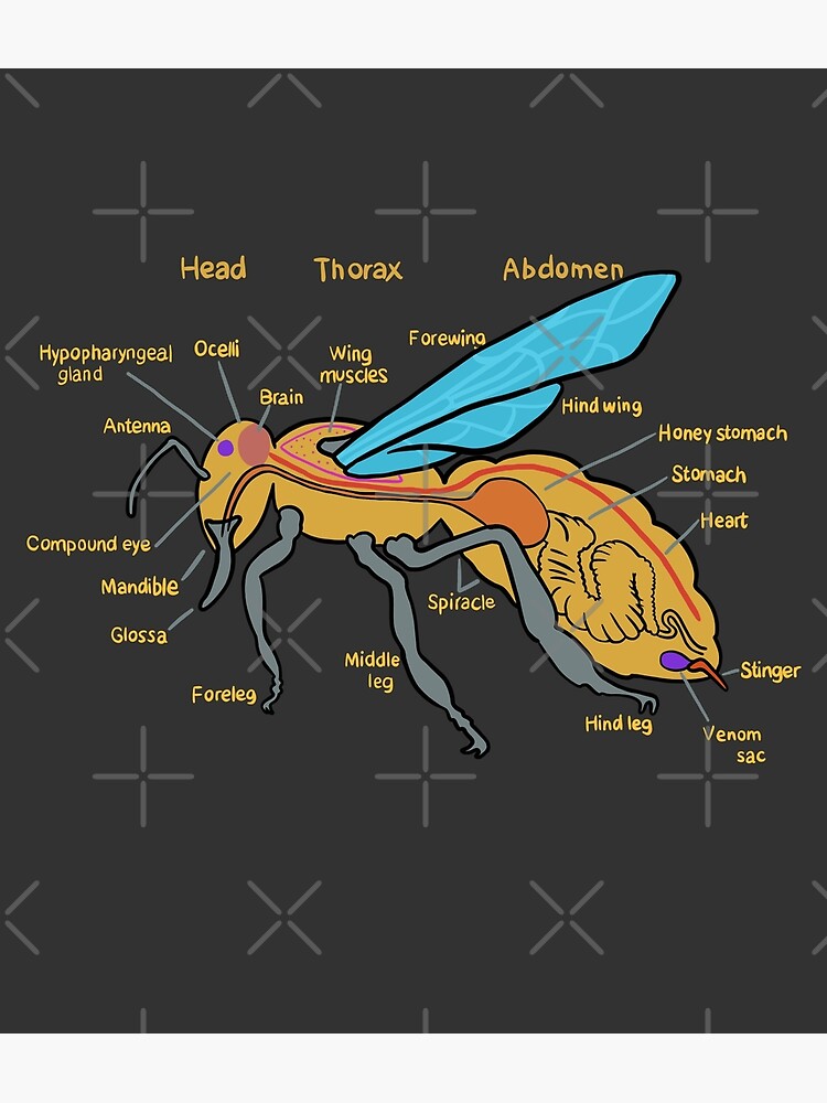 Anatomía De Las Abejas