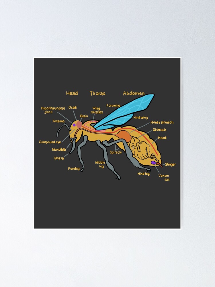 Póster De Anatomía De La Abeja Bee Anatomy Poster Etsy México
