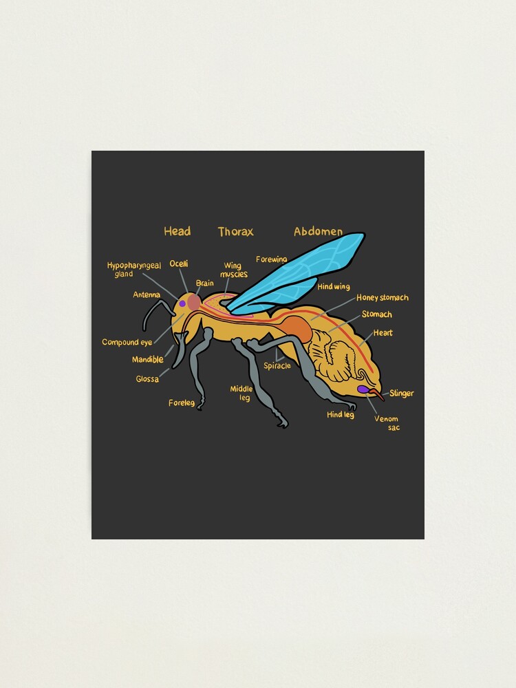 Lámina fotográfica «Anatomía de la abeja - Abejas - Biología de la ...