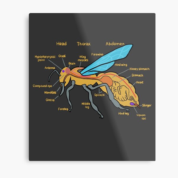 Lámina metálica «Anatomía de la abeja - Abejas - Biología de la abeja ...