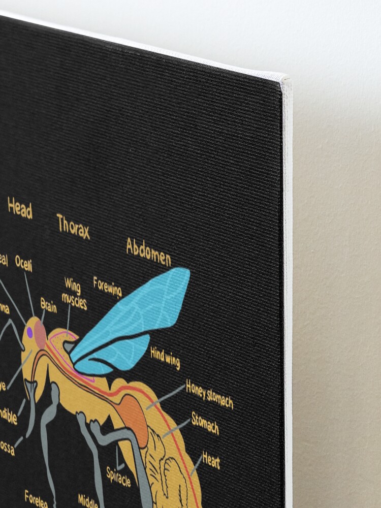 Lámina montada «Anatomía de la abeja - Abejas - Biología de la abeja ...