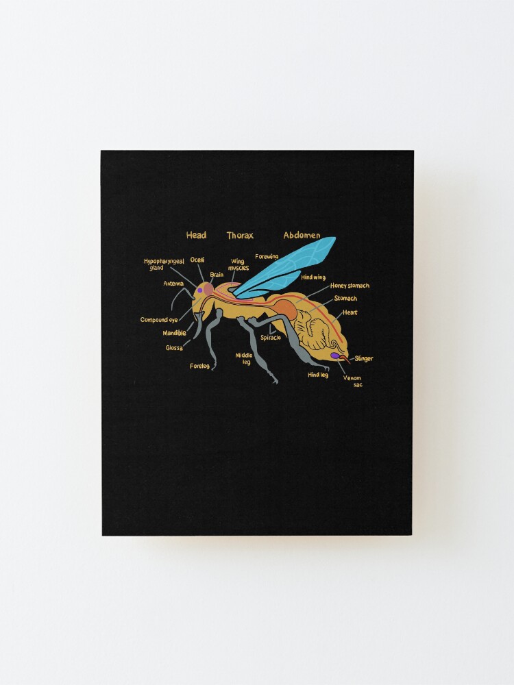 Lámina montada «Anatomía de la abeja - Abejas - Biología de la abeja ...