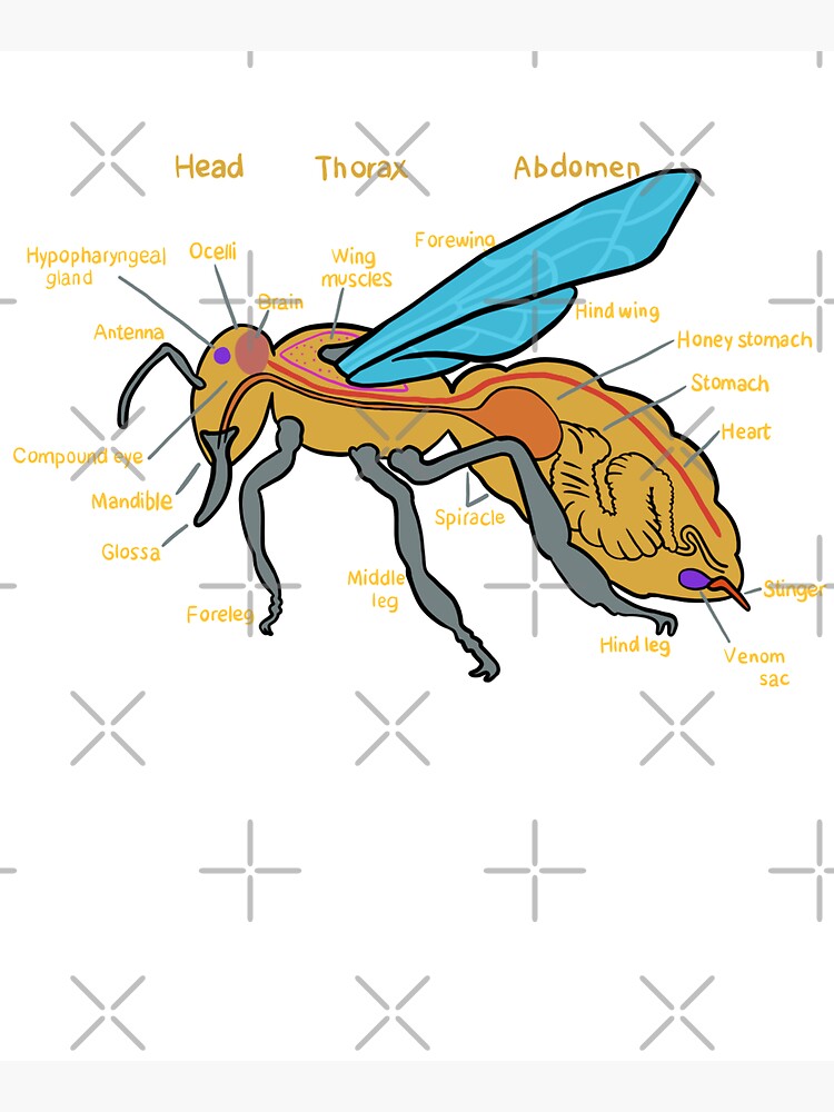 Bolsa de tela «Anatomía de la abeja - Abejas - Biología de la abeja ...