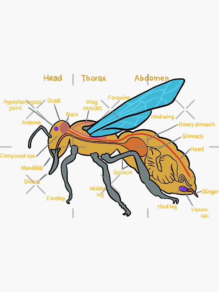Anatomía De Las Abejas