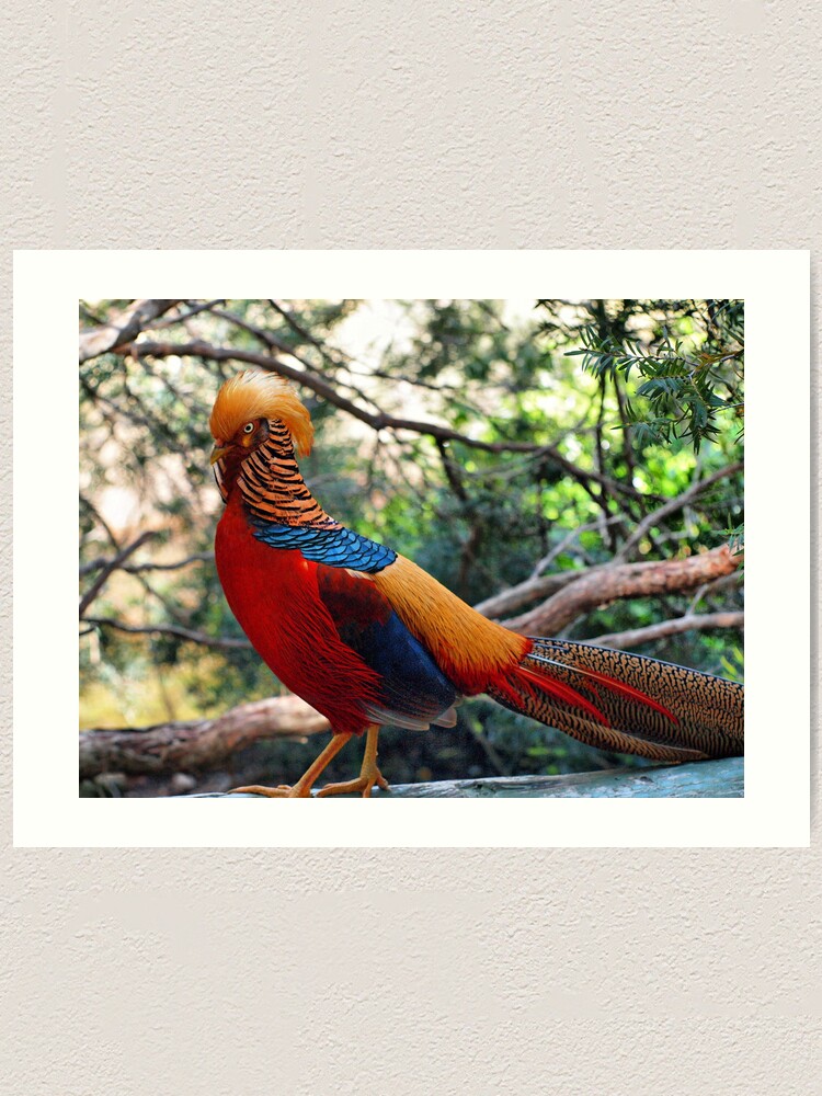 "Golden Pheasant (Chrysolophus pictus)" Art Print for Sale by Clive ...