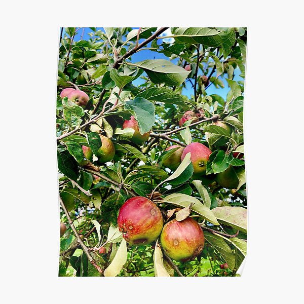 "cox's apple tree" Poster by mandiapple | Redbubble