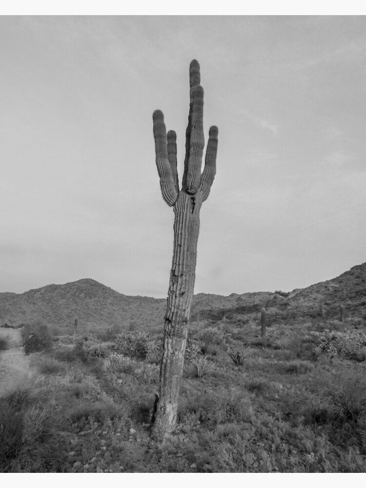 Lámina fotográfica «Saguaro en blanco y negro // Imagen del paisaje ...