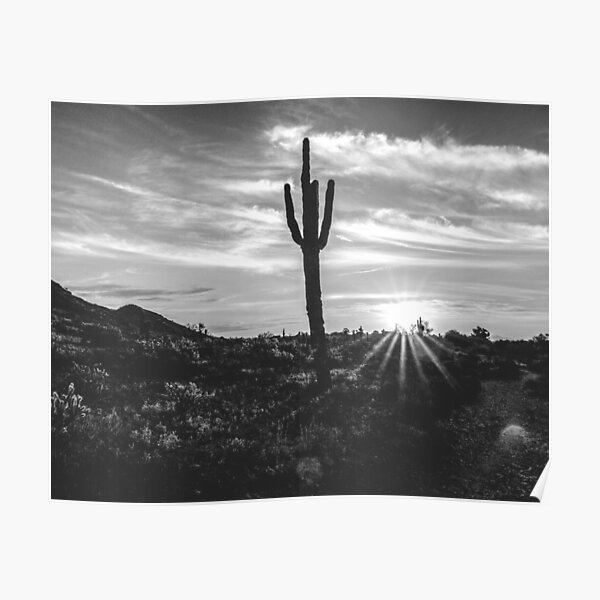 "Saguaro Sunrise // Picture of a Cactus and the Desert Landscape in the ...