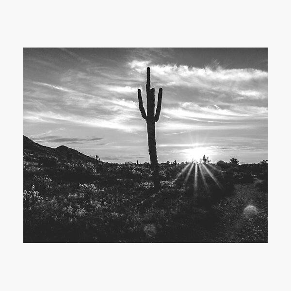 Lámina fotográfica «Saguaro Sunrise // Imagen de un cactus y el paisaje ...
