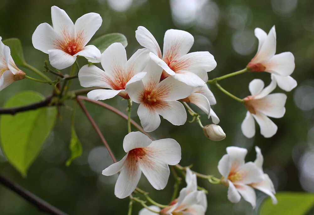 "Tung Oil Tree Flowers - Mercer Arboretum" by mkircus | Redbubble