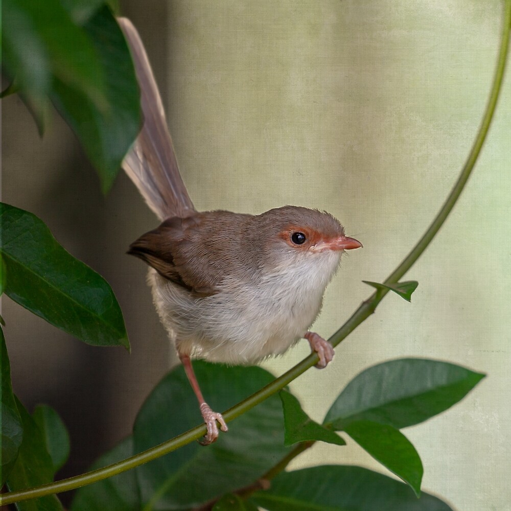 "Female Wren 5693" by brivicsphotos | Redbubble