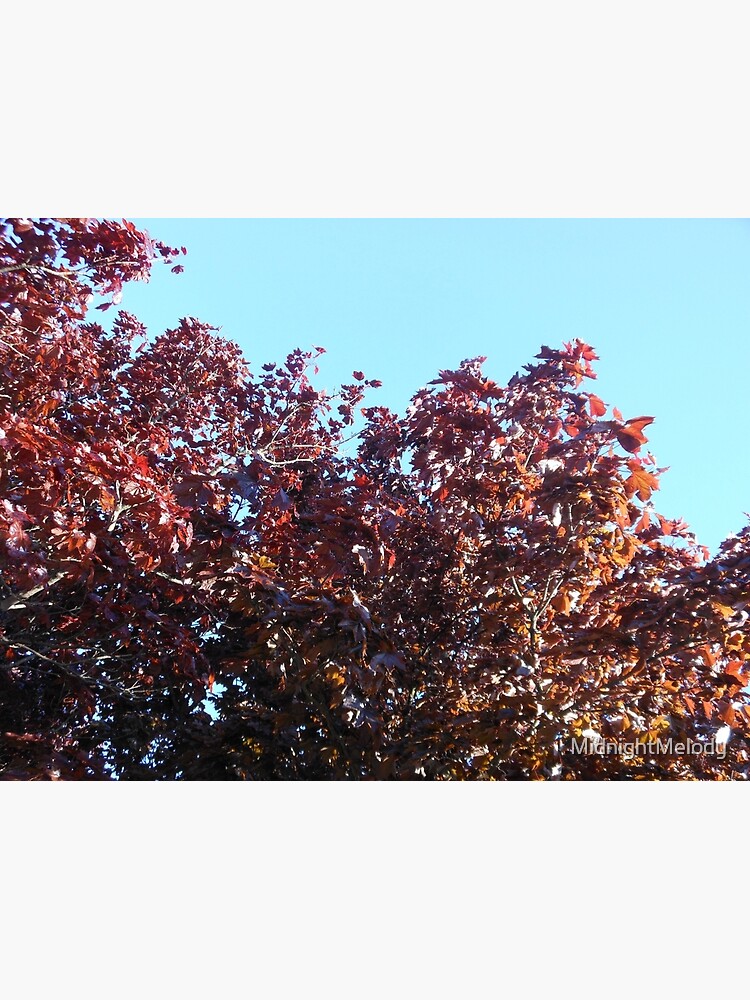 "Japanese Maple Tree" Poster by MidnightMelody | Redbubble