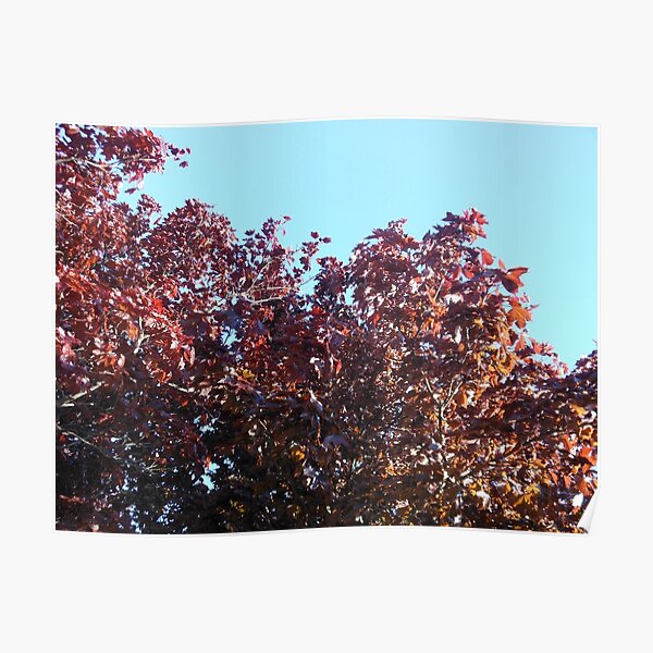 "Japanese Maple Tree" Poster by MidnightMelody | Redbubble