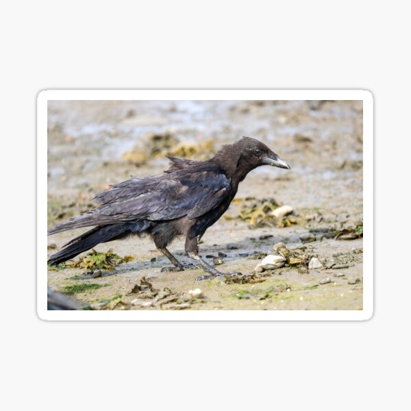 "Juvenile carrion crow" Sticker by GreyFeatherPhot | Redbubble