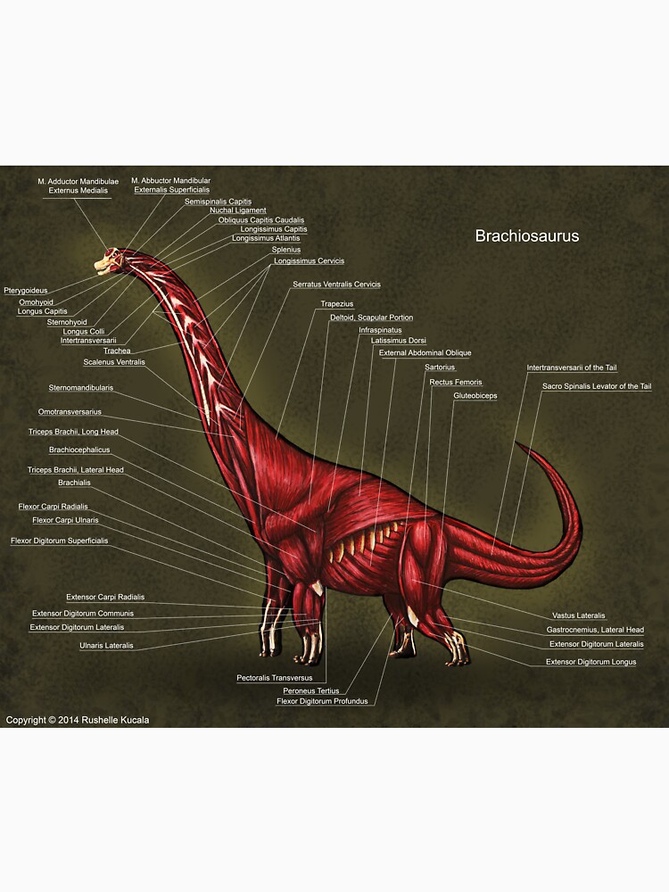 "Brachiosaurus Muscle Study" T-shirt by Thedragonofdoom | Redbubble