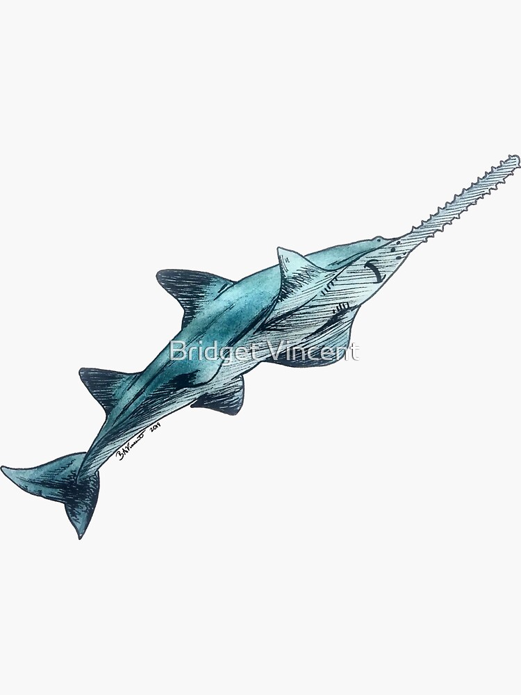 "Smalltooth Sawfish" Sticker for Sale by Acipenserarts | Redbubble