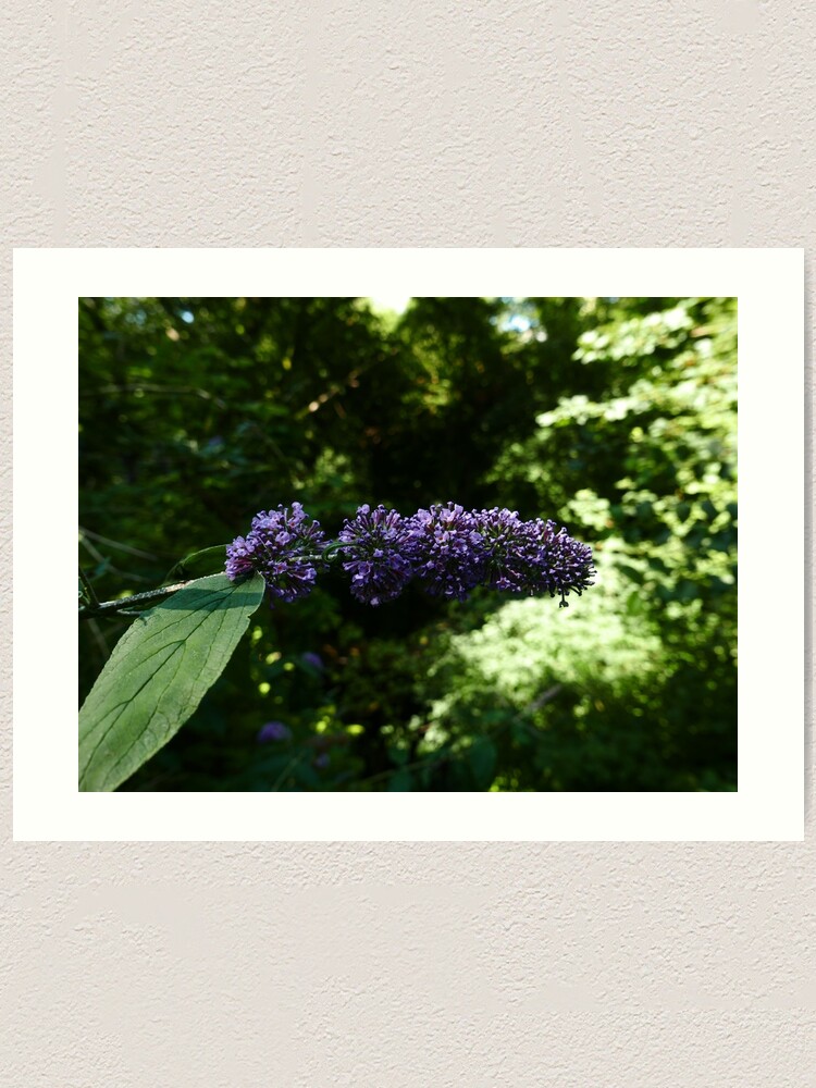 "Buddleia (Buddleja davidii)" Art Print by IOMWildFlowers | Redbubble