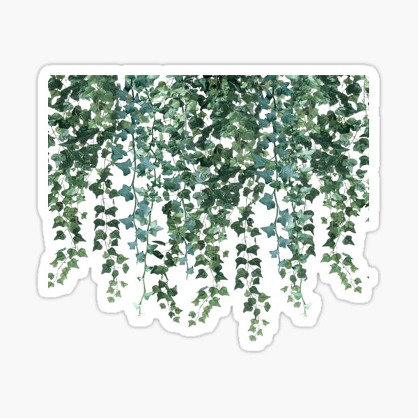"Ivy Hanging Vines " Sticker for Sale by alexvoss | Redbubble