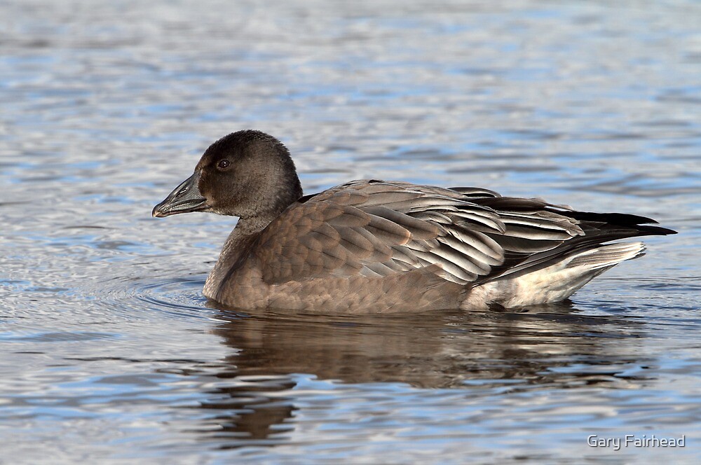 "From The Dark Side / Juvenile Dark Morph Lesser Snow Goose " by Gary ...