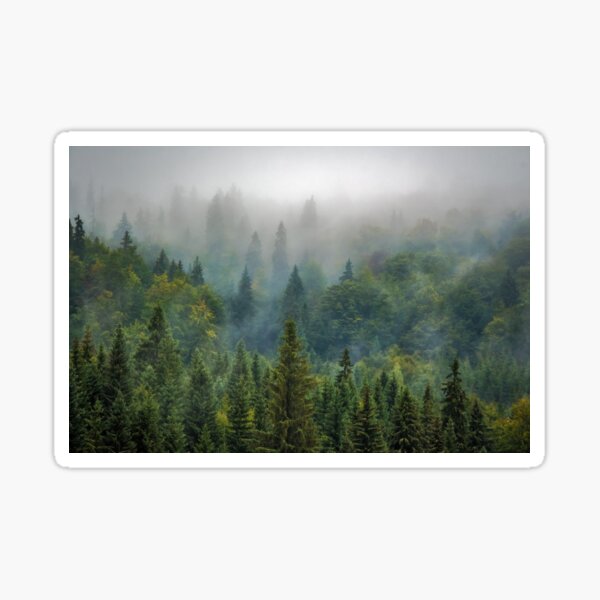 "Forest and Fog 03" Sticker for Sale by ErikaKaisersot | Redbubble