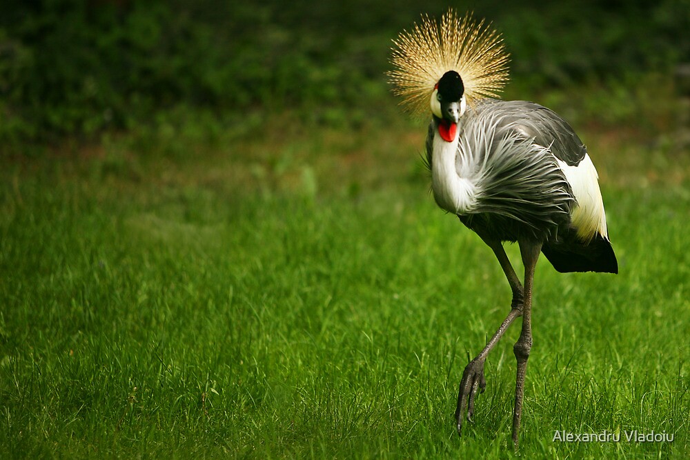 "Tall bird staring at you" by Alexandru Vladoiu | Redbubble