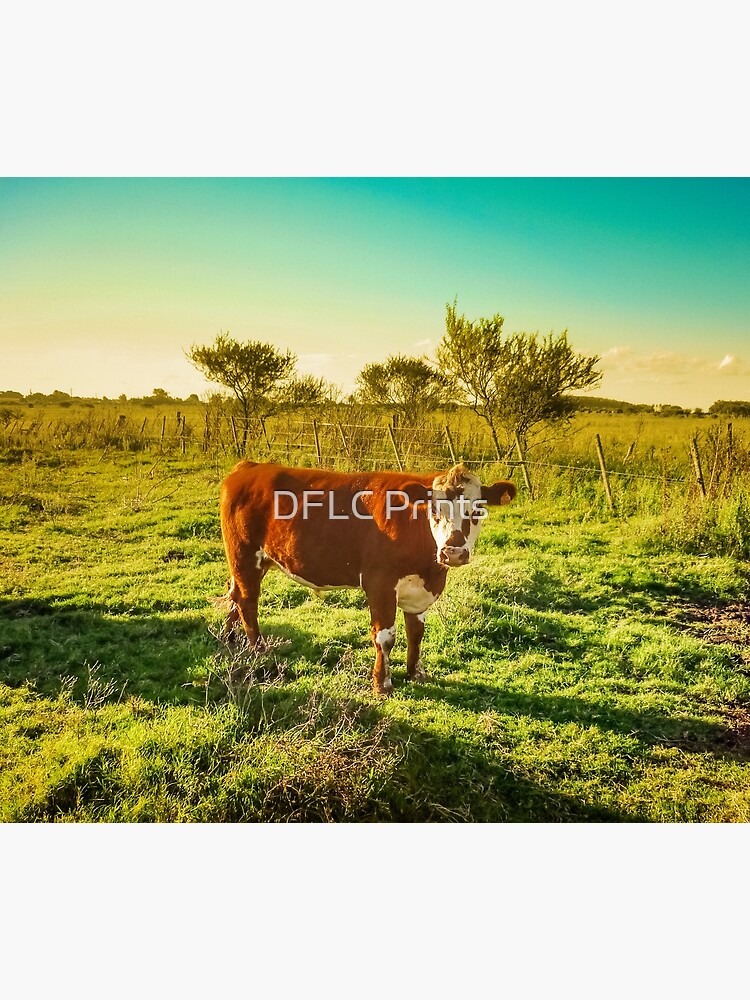"Lonely Cow in the Meadow Facing the Camera" Photographic Print for ...