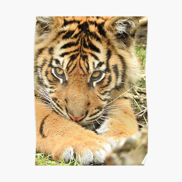 "Sumatran Tiger" Poster for Sale by kirstybush | Redbubble