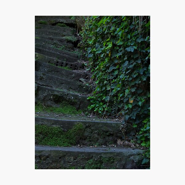 "Mossy Stone Stairs" Photographic Print by ShailleMaille | Redbubble