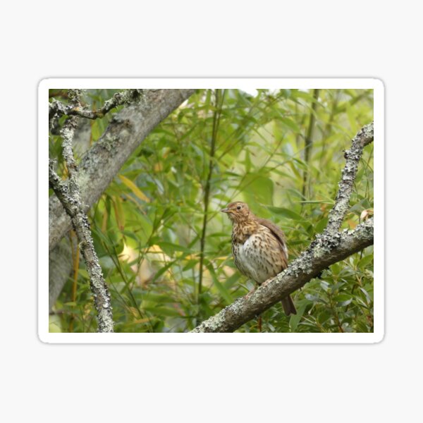 "Thrush in the trees" Sticker by bexceli | Redbubble