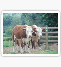 Hereford Cattle Stickers | Redbubble