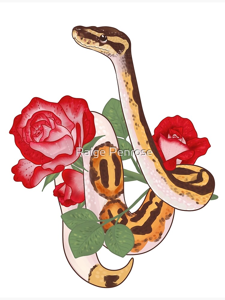 "Nova the Ball Python" Poster by starrypaige | Redbubble