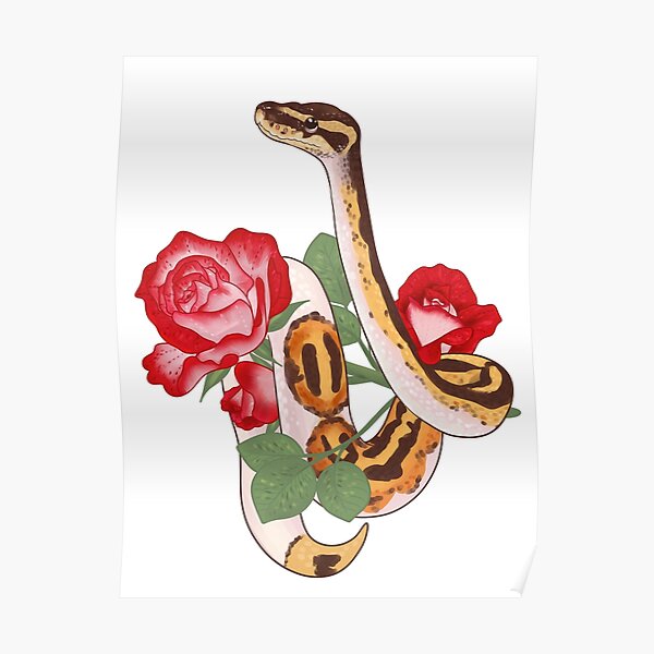 "Nova the Ball Python" Poster by starrypaige | Redbubble