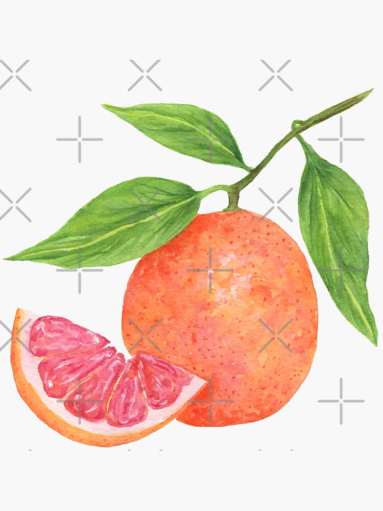 "Watercolor Pink Grapefruit" Sticker for Sale by laurajanekirton ...