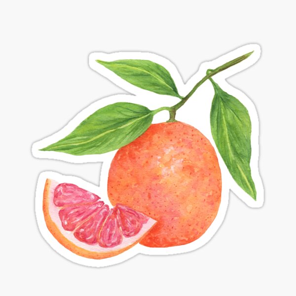 "Watercolor Pink Grapefruit" Sticker for Sale by laurajanekirton ...