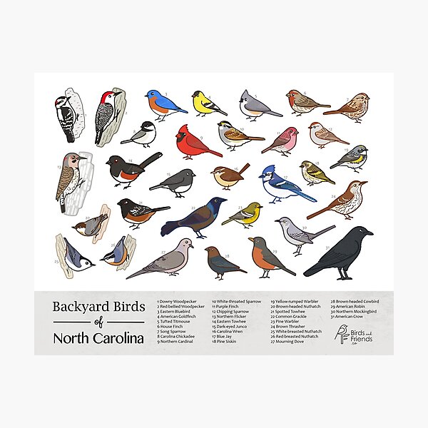 "North Carolina - Backyard Birds of North Carolina Field Guide Print ...