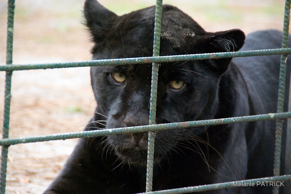 "Black Panther - Zoo Arcachon" by Melanie PATRICK | Redbubble