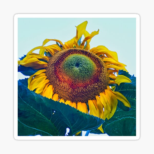 Giant Sunflower Stickers | Redbubble