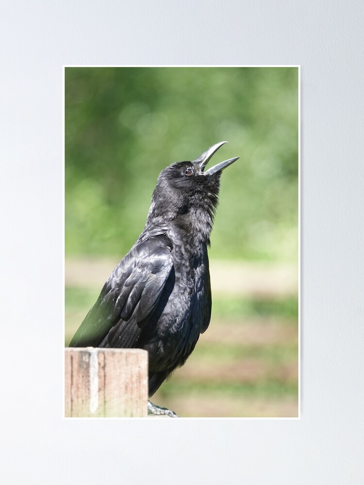 "Crow sunbathing" Poster for Sale by sdymchenko | Redbubble