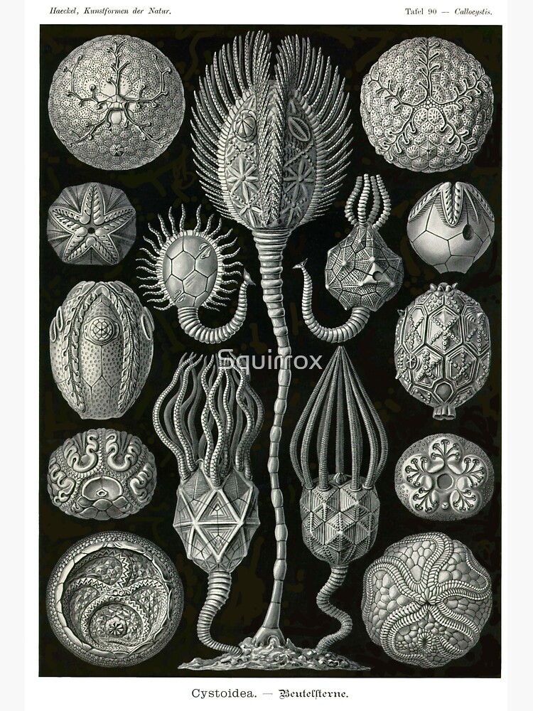 "Plate 90. Cystoidea, a grouping of extinct echinoderms." Sticker by ...